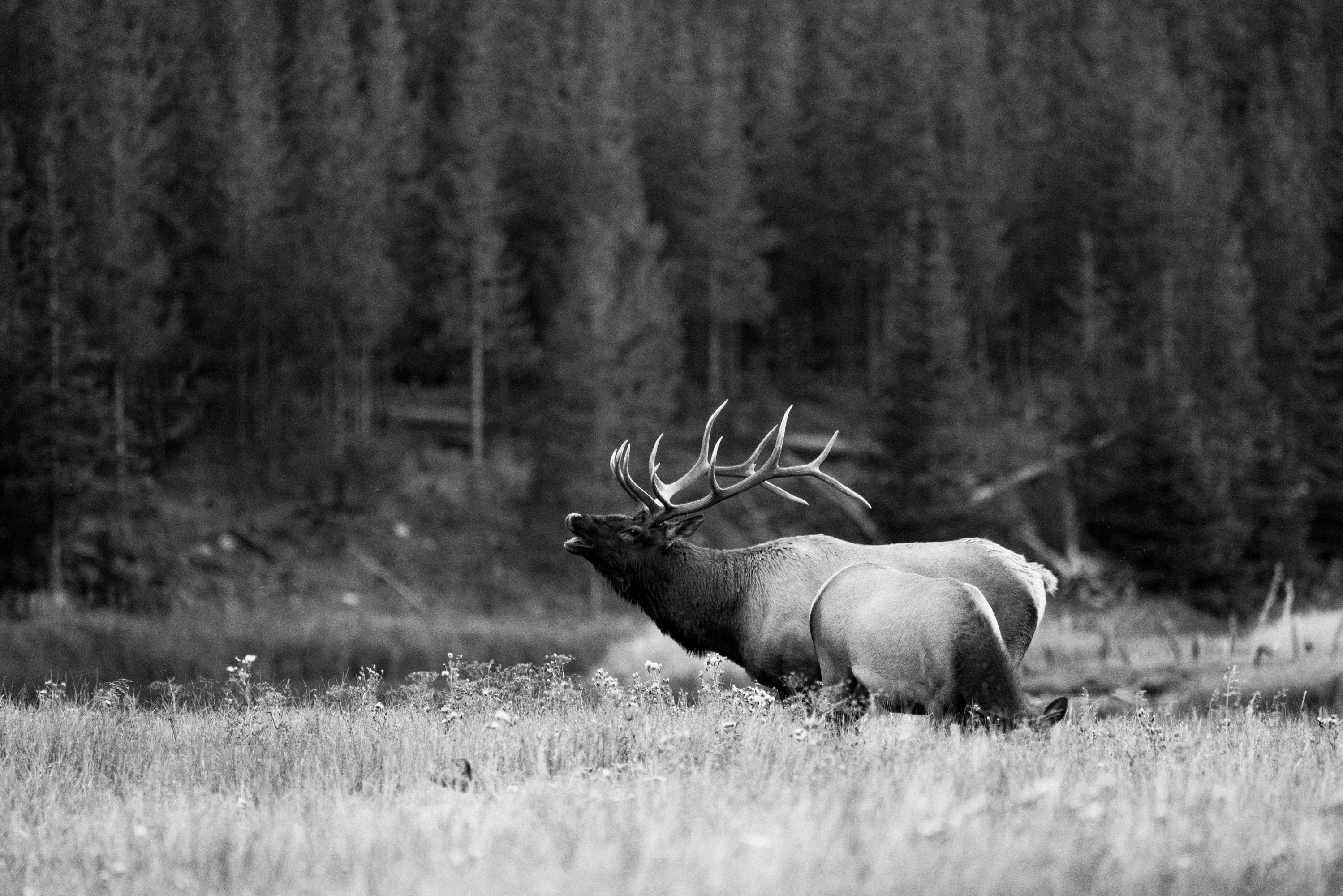 Elk Bugle at Sunset Nature Fine Art Photography Print - Etsy Singapore