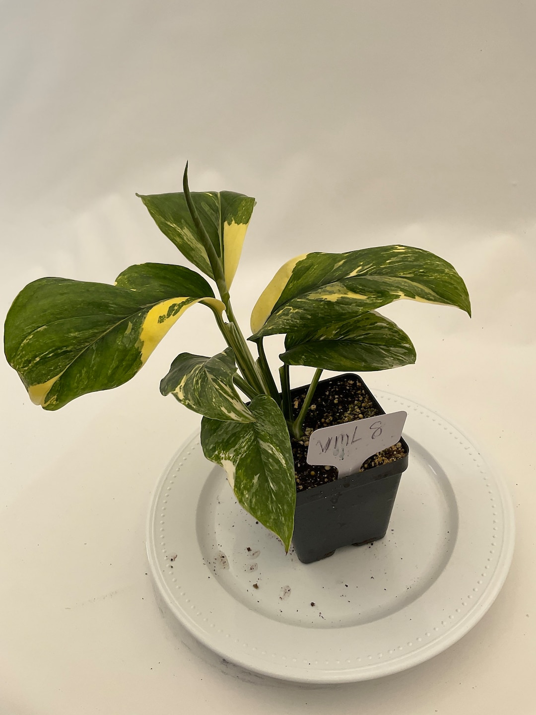 Variegated Monstera Lechleriana VML 8 - Etsy