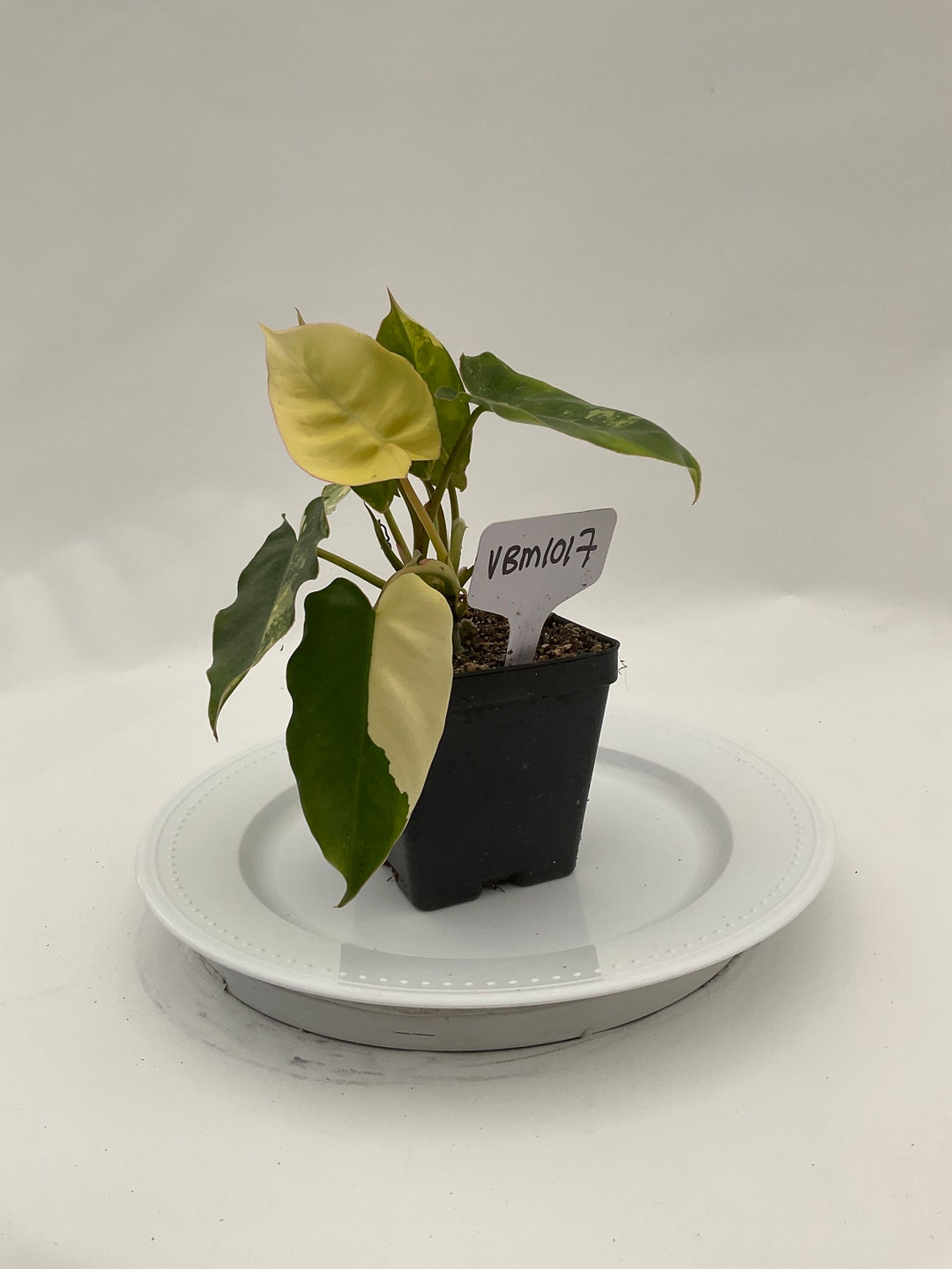 Planta de arranque abigarrada Burle Marx VBM1017 - Etsy México