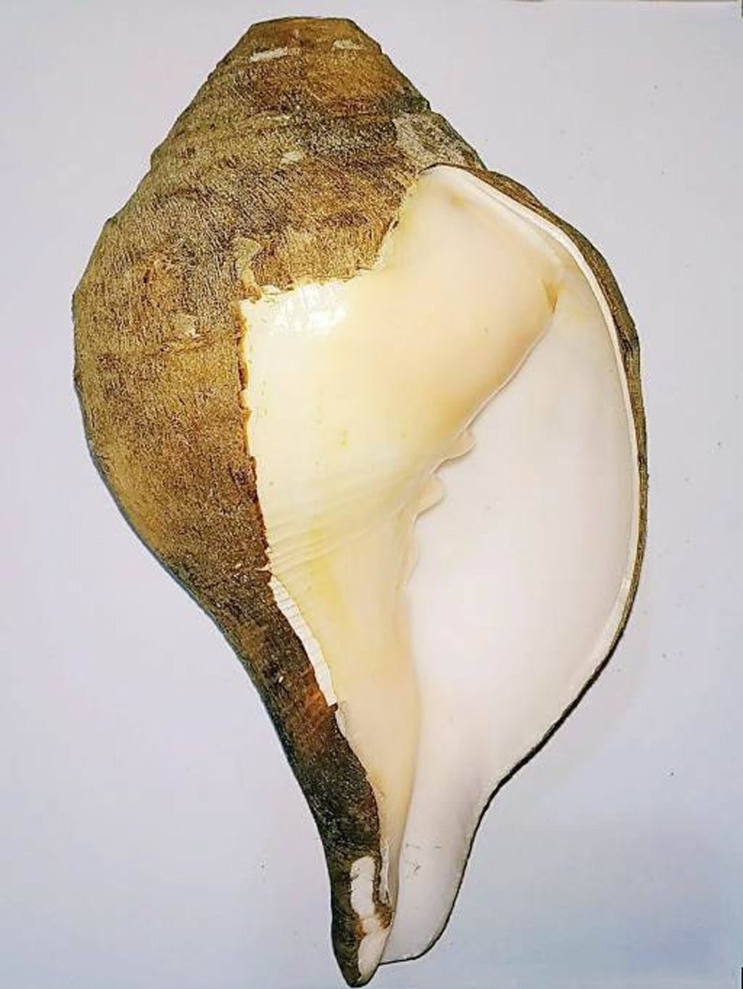 Pooja Shankh Natural Conch Shell 8 Inches Puja Blowing Etsy