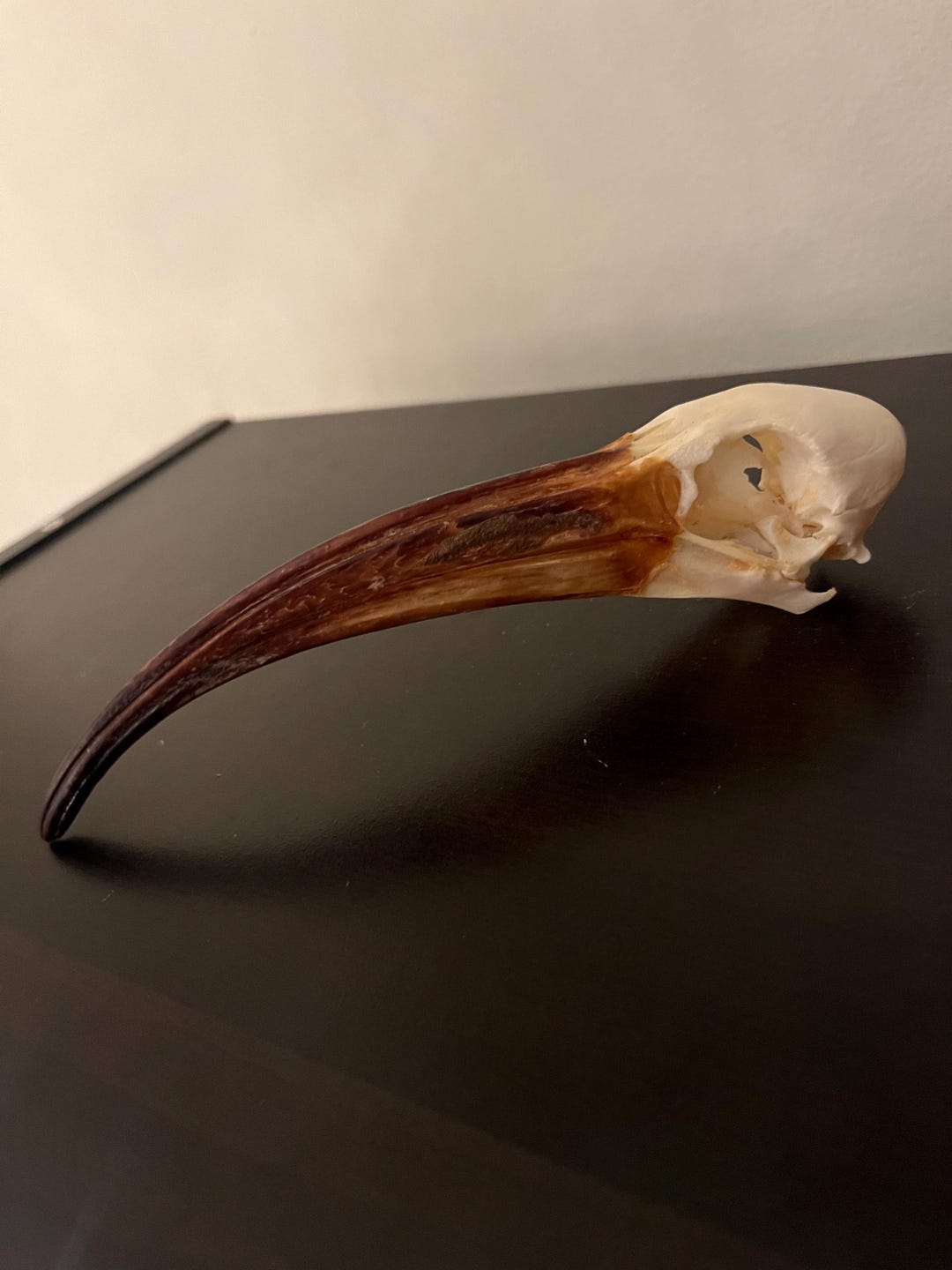 Real African Sacred Ibis Skull- Threskiornis Aethiopicus - Etsy