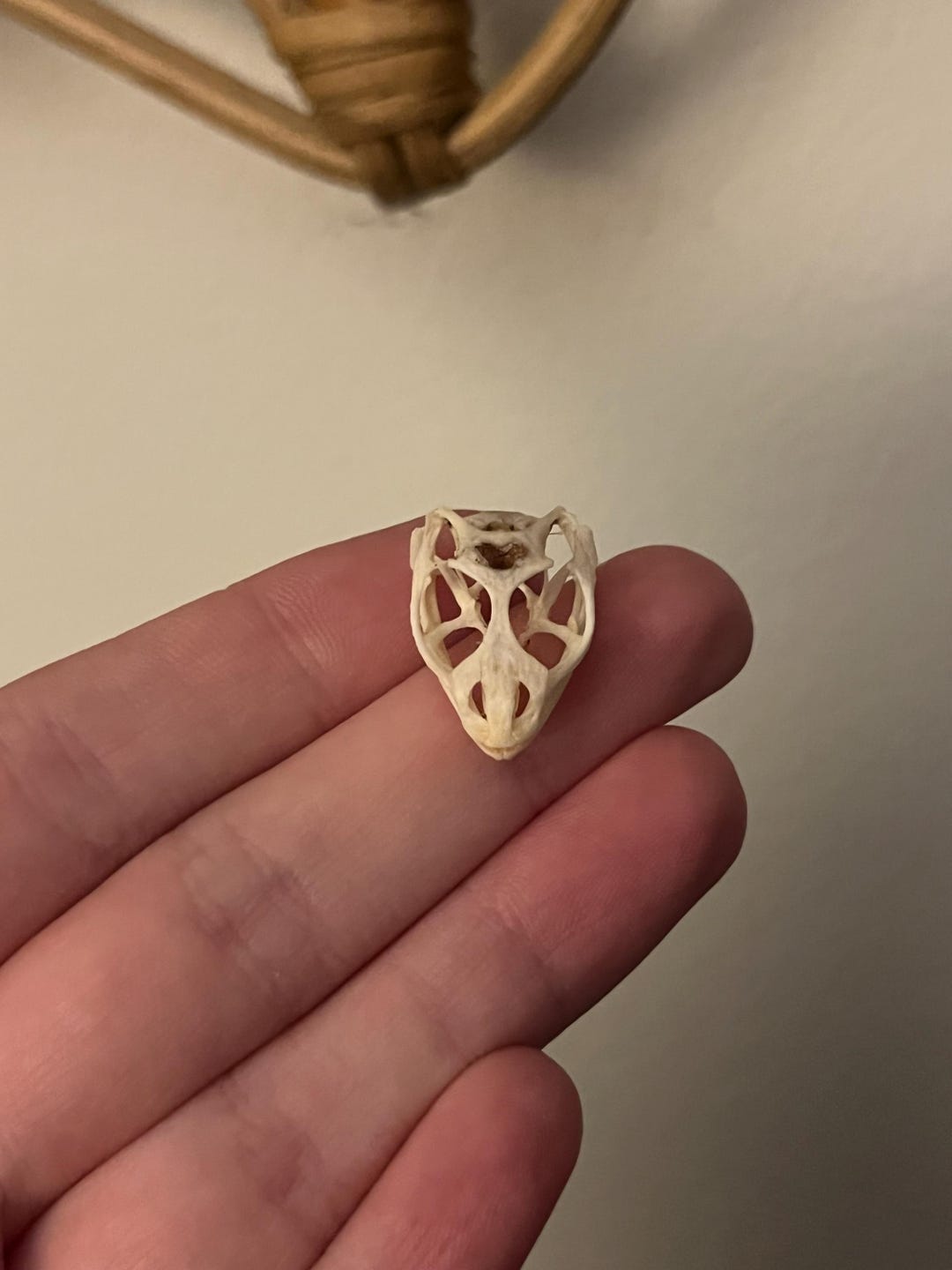 Real Grandidier’s Madagascar Swift Skull- Oplurus Grandidieri - Etsy