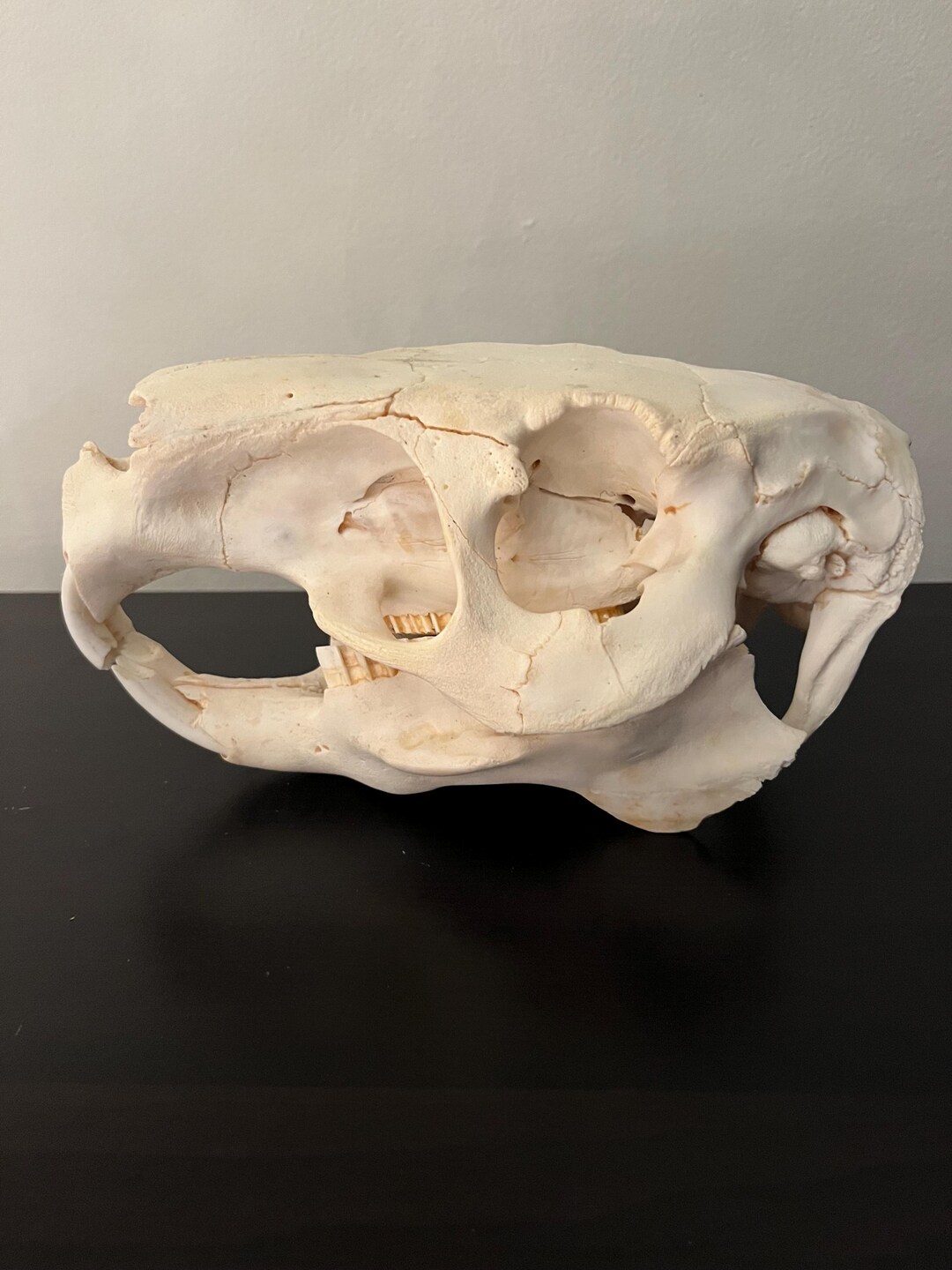 Real Capybara Skull Hydrochoerus Hydrochaeris - Etsy