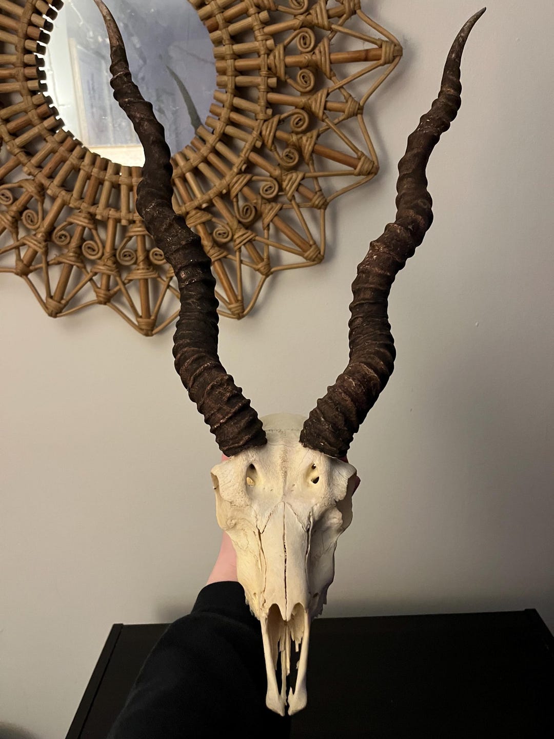 Real Blackbuck Indian Antelope Skull- Antilope Cervicapra - Etsy