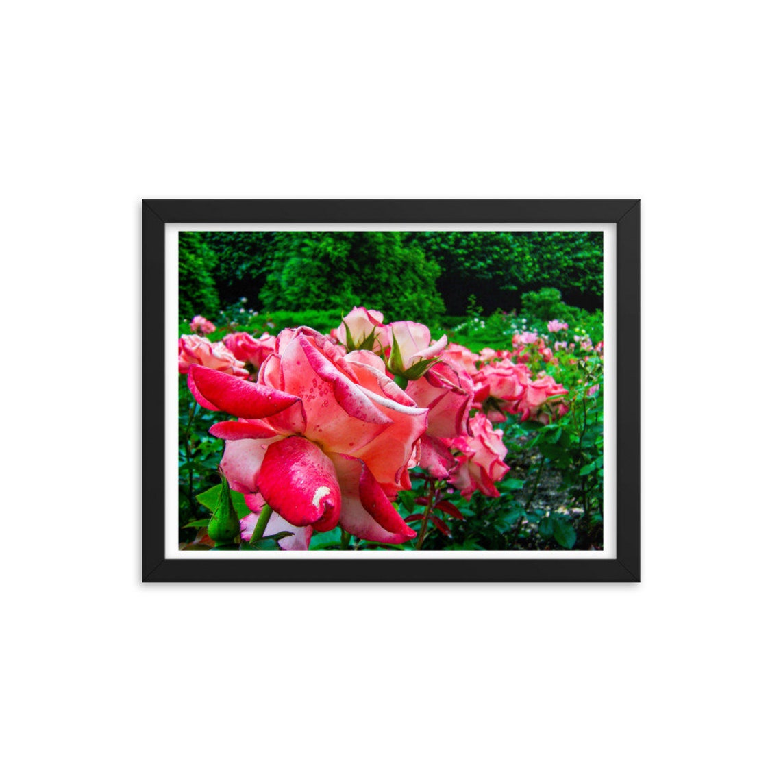 Framed Pink Roses Photo | Etsy
