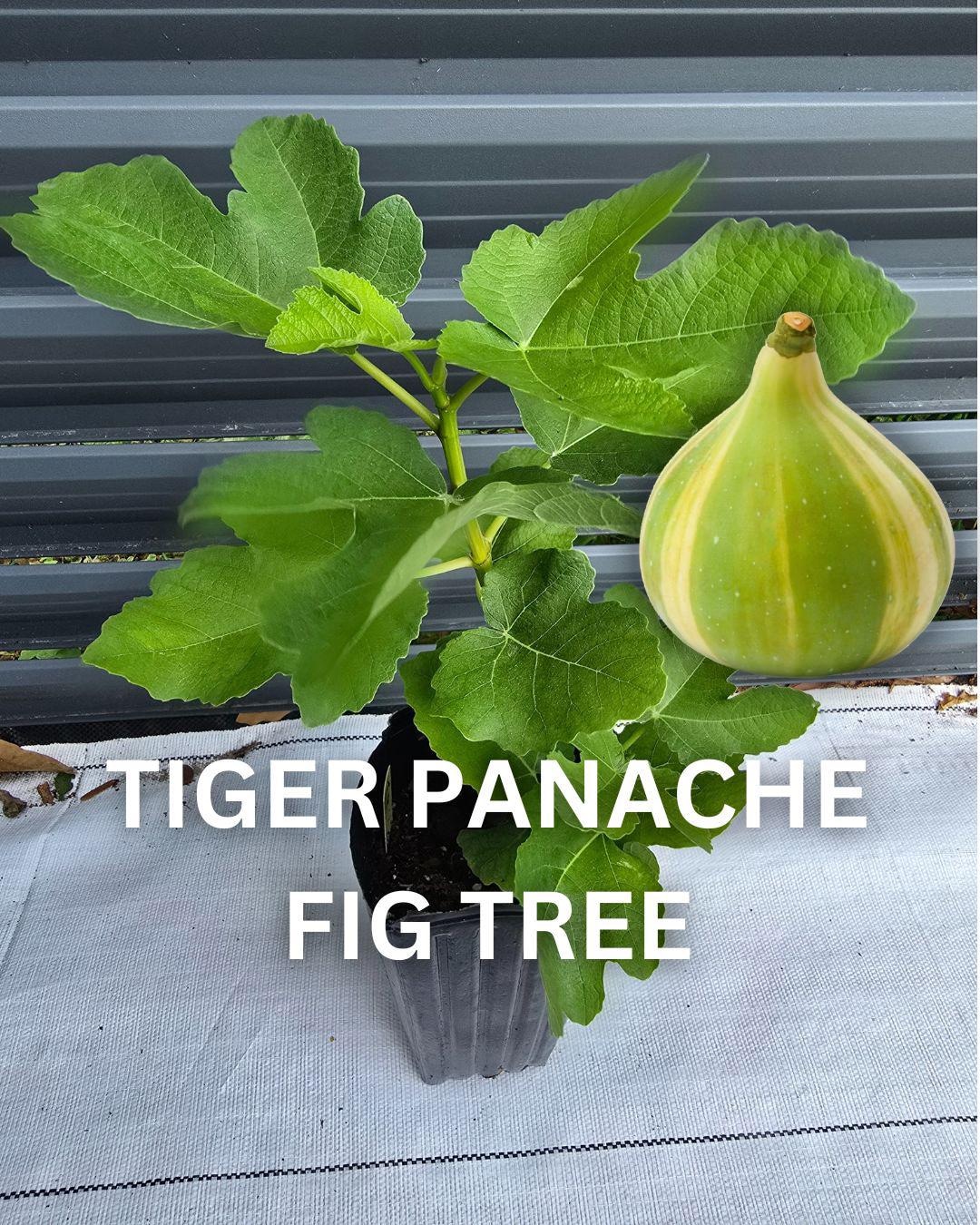 Tiger Panache Fig Tree - Etsy
