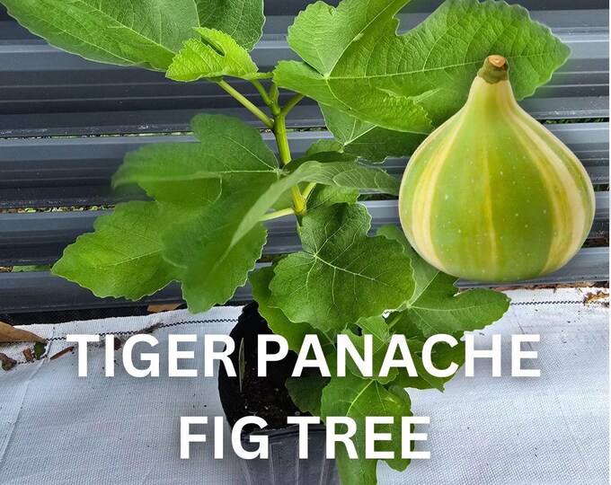 Fig 'panache' - 1 Plants - 2 to 3 Feet Fall - Ship in 3 Gal Pot - Etsy