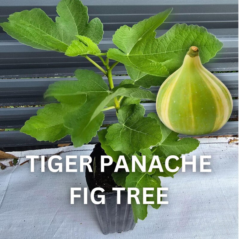 Fig Cuttings - Etsy
