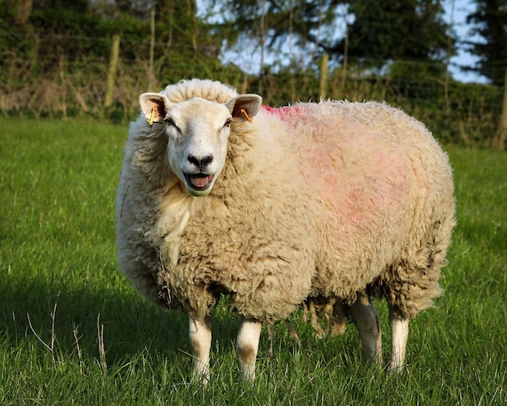 Lachende Ewe Schaf Schafe Frühling Foto Bauernhof Szene | Etsy