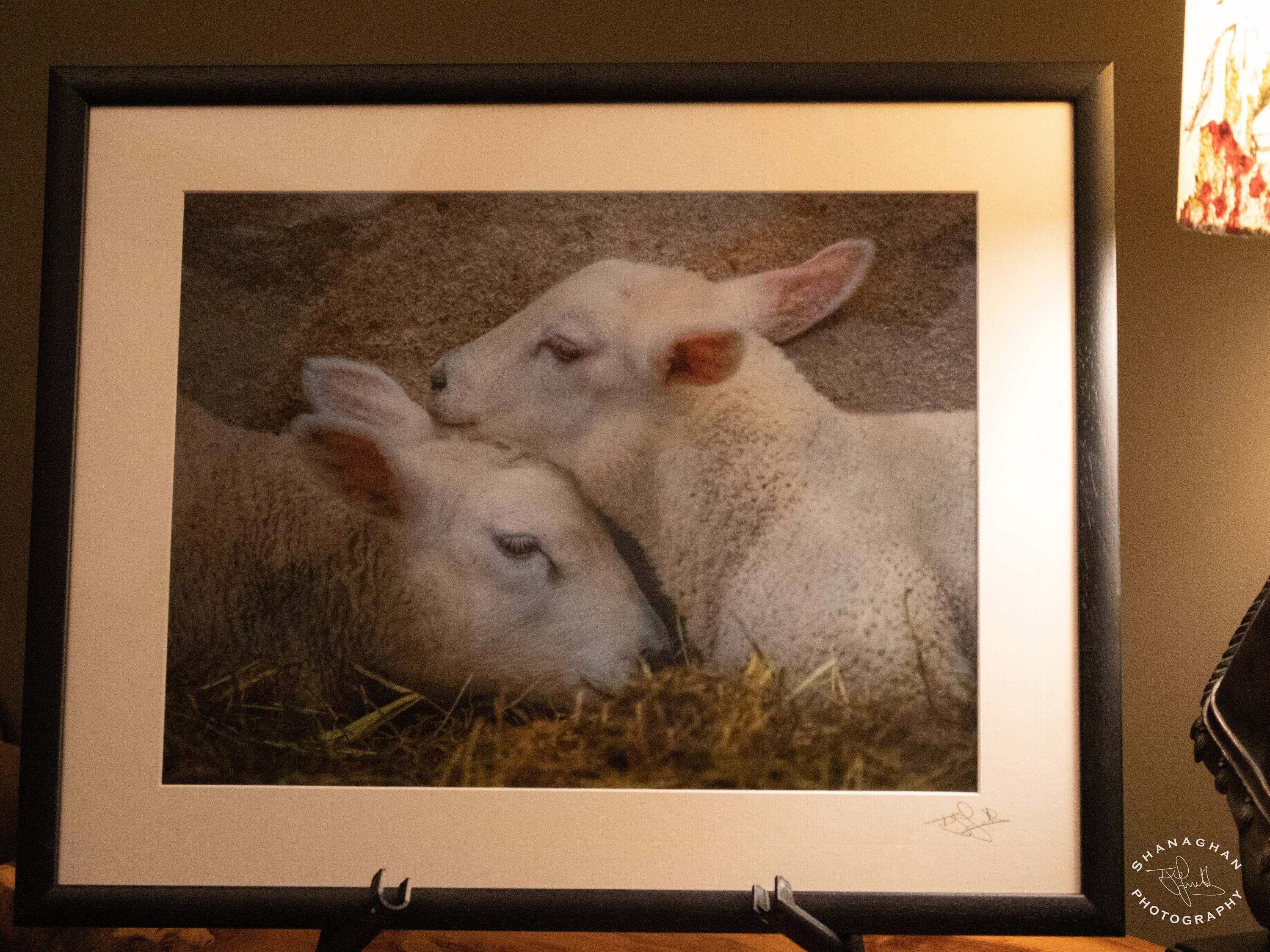 Contentment, Peace, Twin Lambs, Lambs, Sheep, Photograph, Farm Scene ...