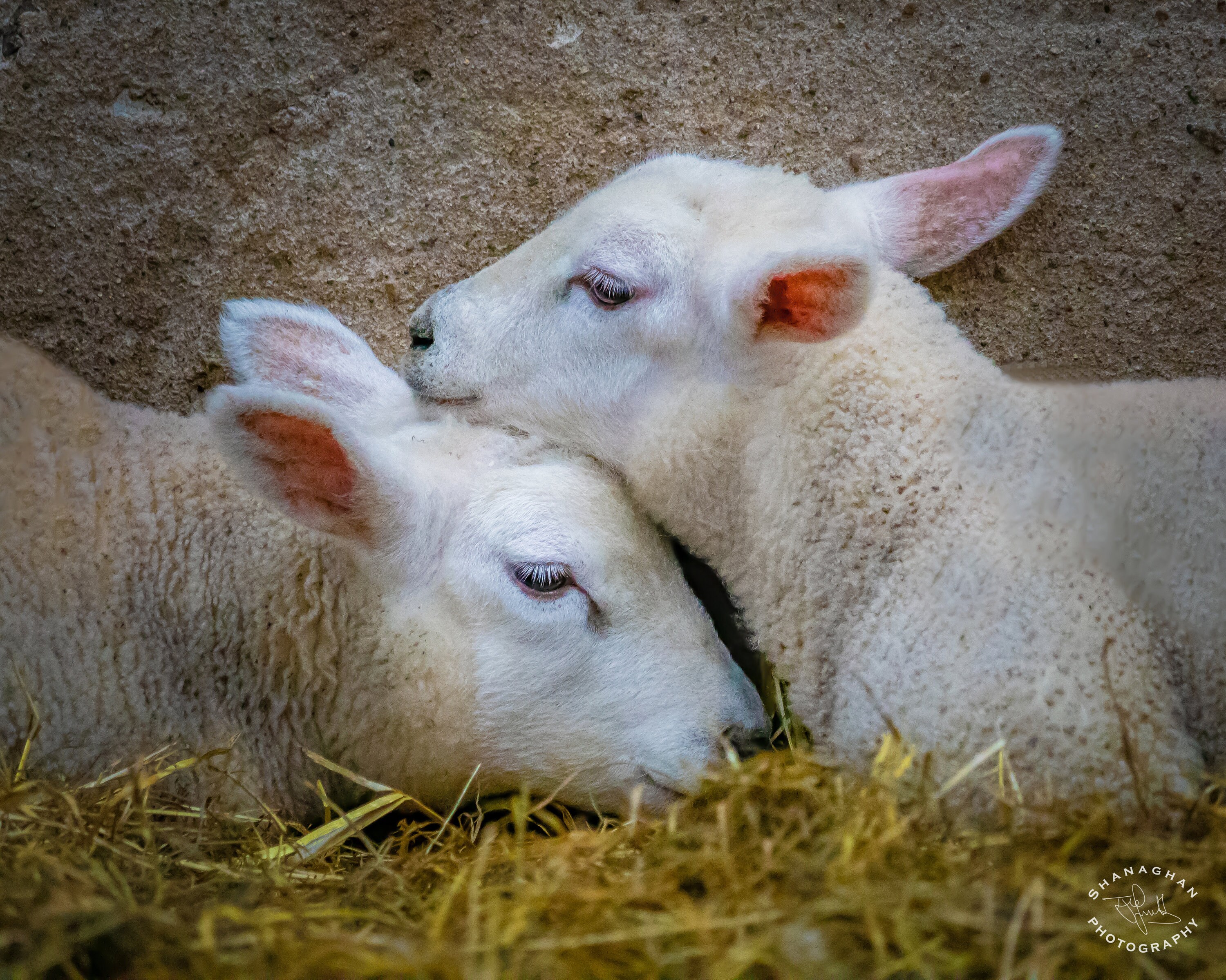 Contentment, Peace, Twin Lambs, Lambs, Sheep, Photograph, Farm Scene ...