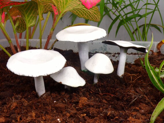 Dimpled Mushroom Caps and Hide 5 Set. - Etsy