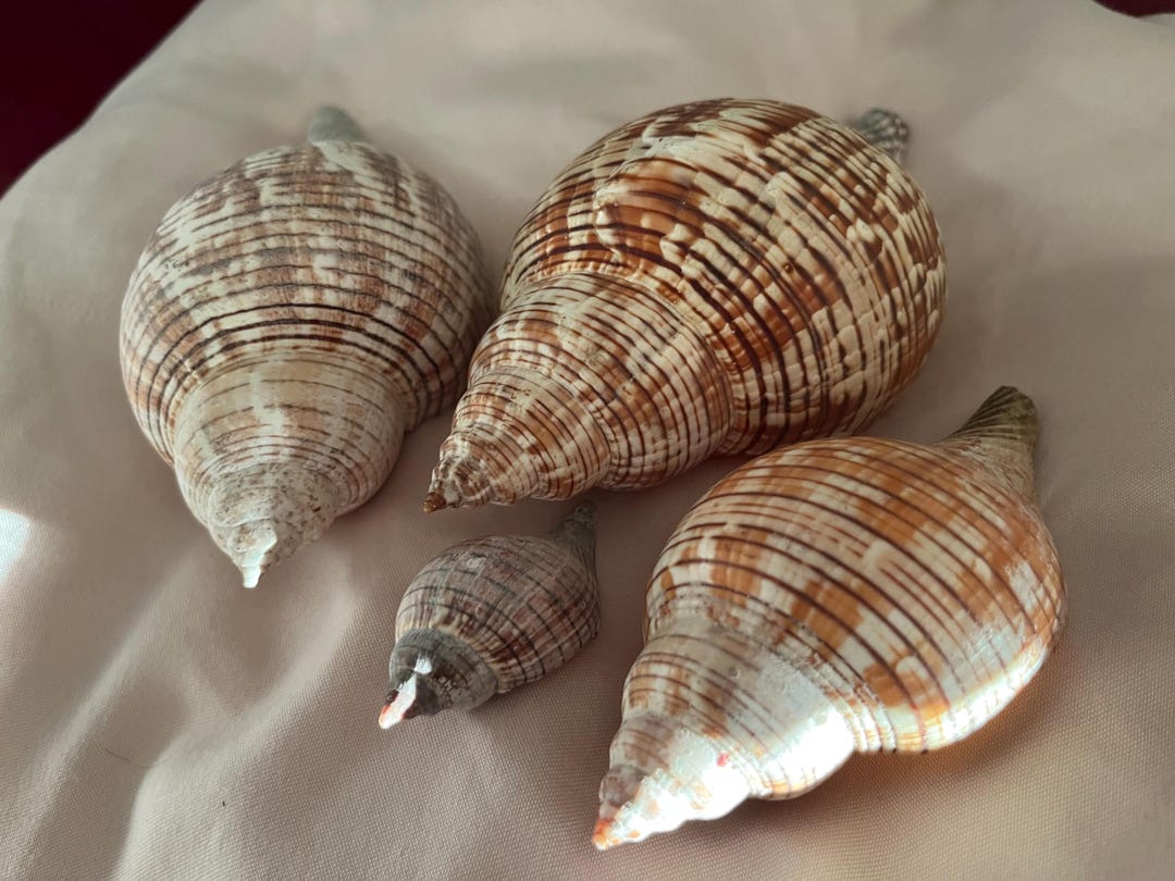 Beautiful Banded Tulip Seashells From the Bahamas - Etsy