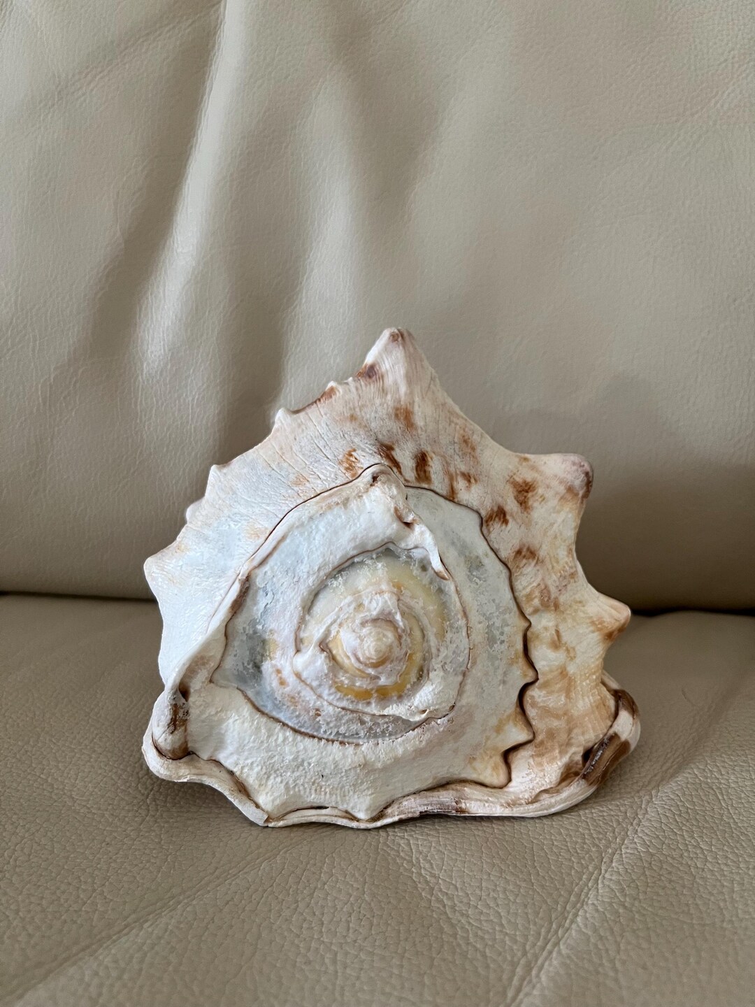 A South Florida King Helmet Seashell - Etsy