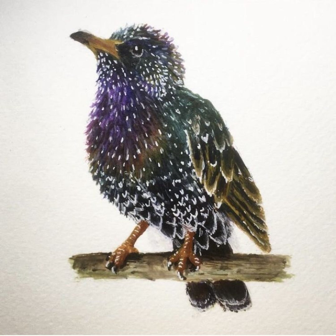 Common Starling Mounted Print - Etsy