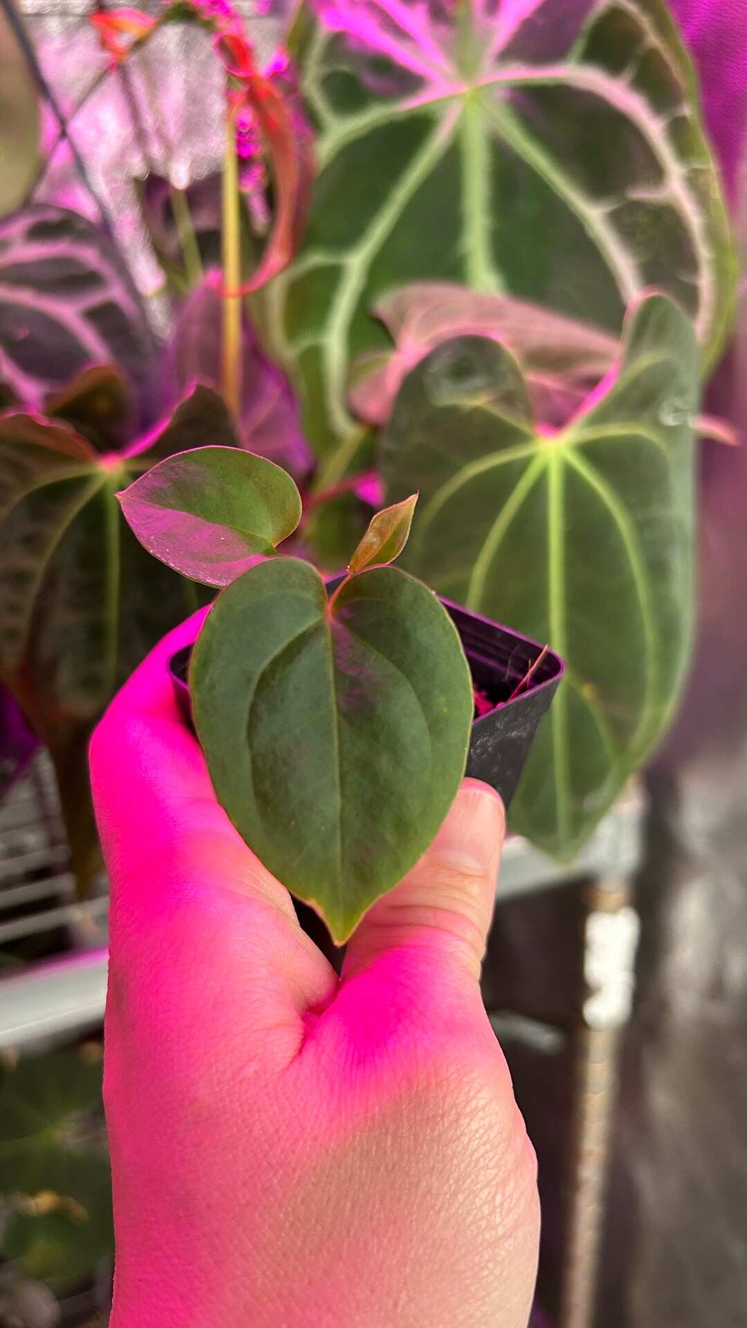 Anthurium Doc Block F2 X dark Phoenix X Goliath Seedling - Etsy