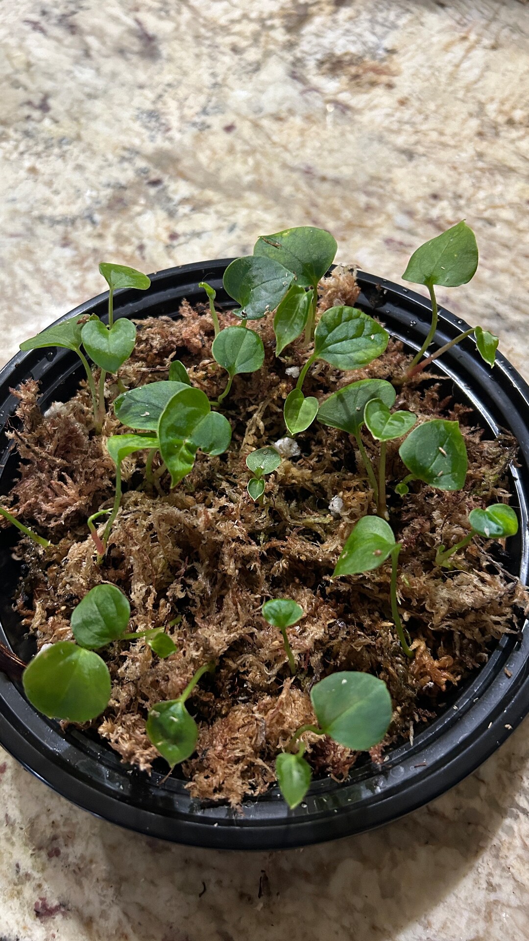 Anthurium 4 Small Seedling Bundle See Details - Etsy