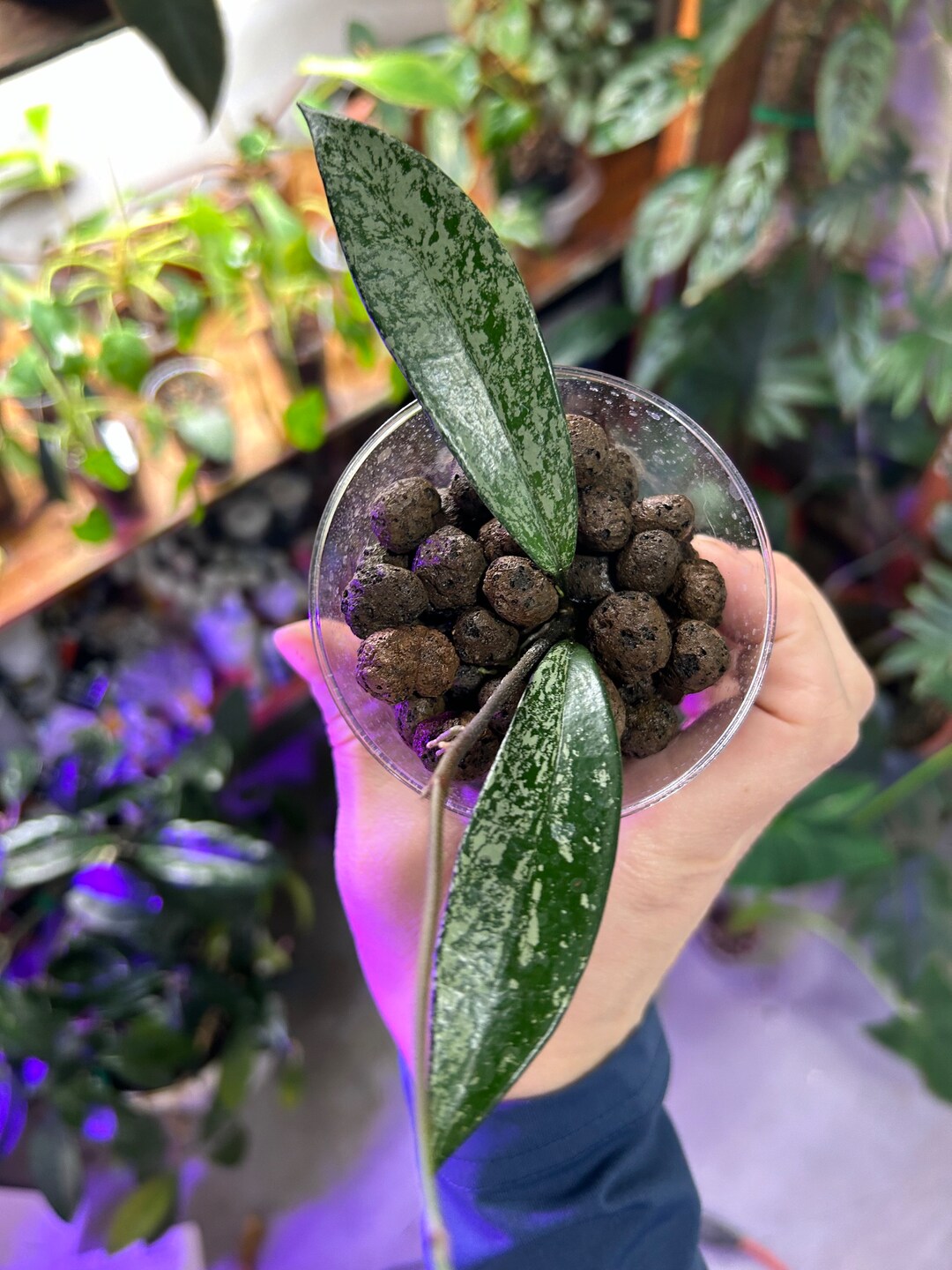 Hoya Pubicalyx Splash & Gunung Gading Bundle - Etsy