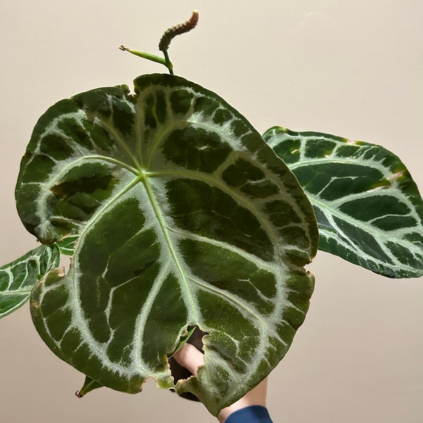 Anthurium Forgetii - Etsy