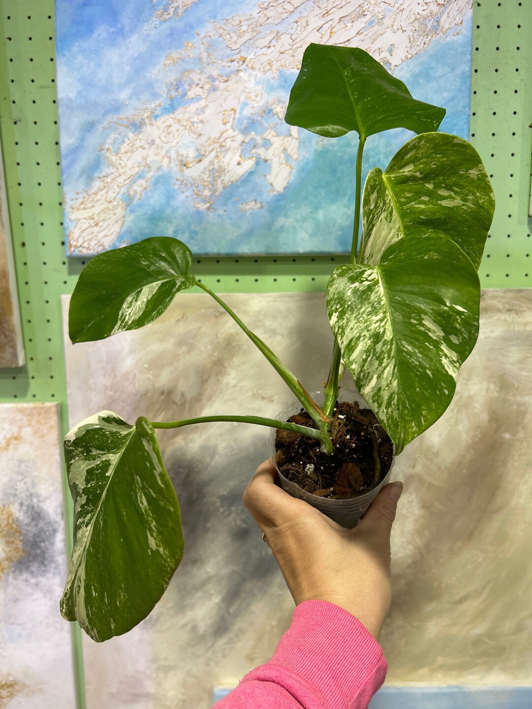 Monstera Albo Marble 5 Leaves Top - Etsy