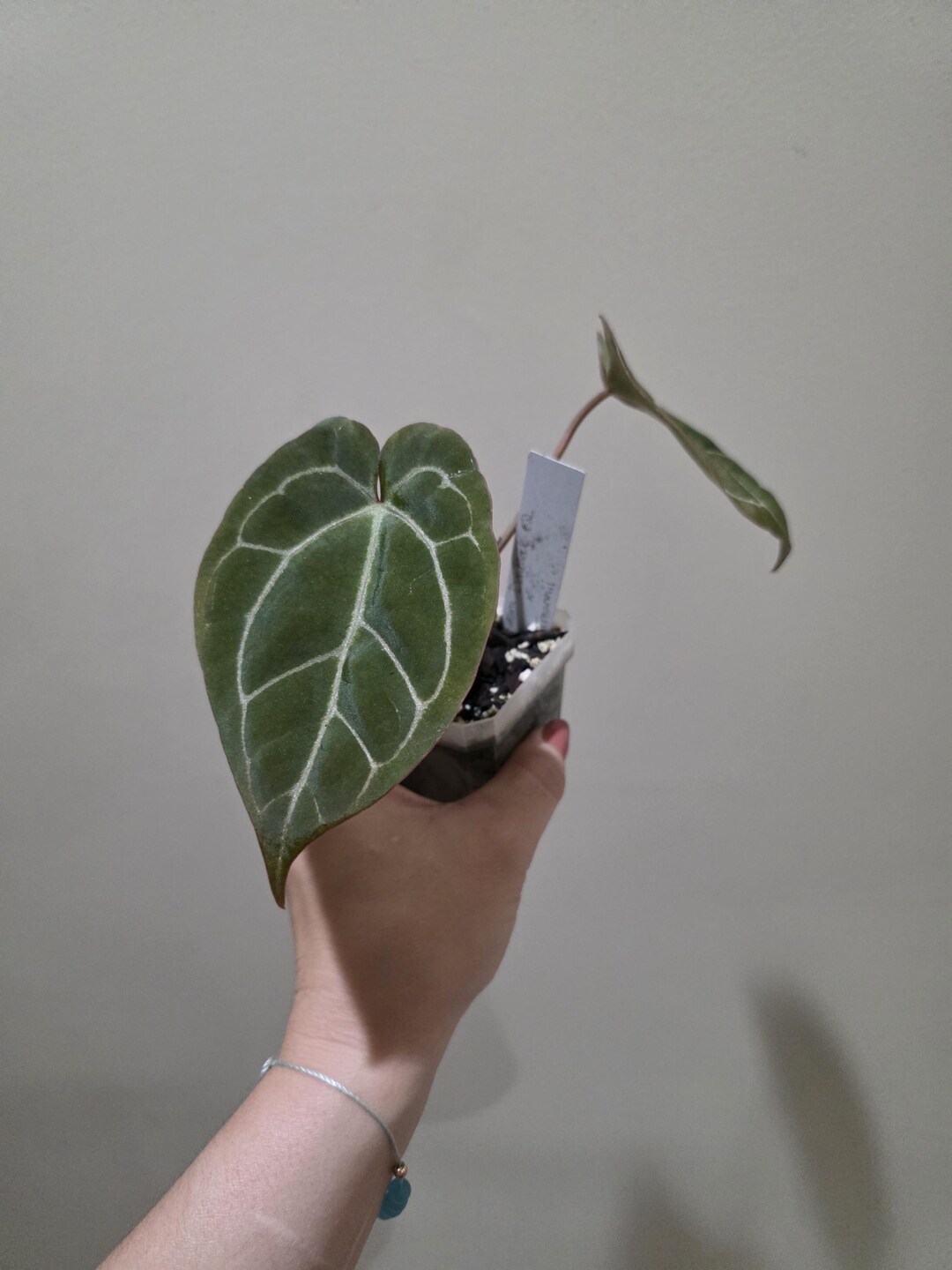 Anthurium Doc Block F2 X Hoffmanii Offset - Etsy