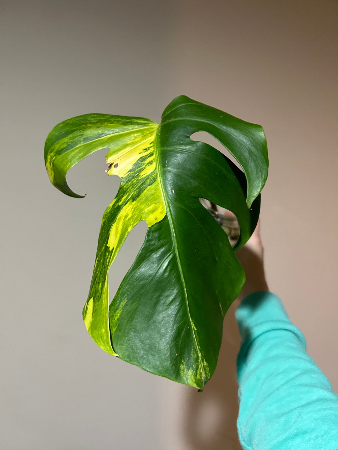 Monstera Aurea Mid Cutting - Etsy