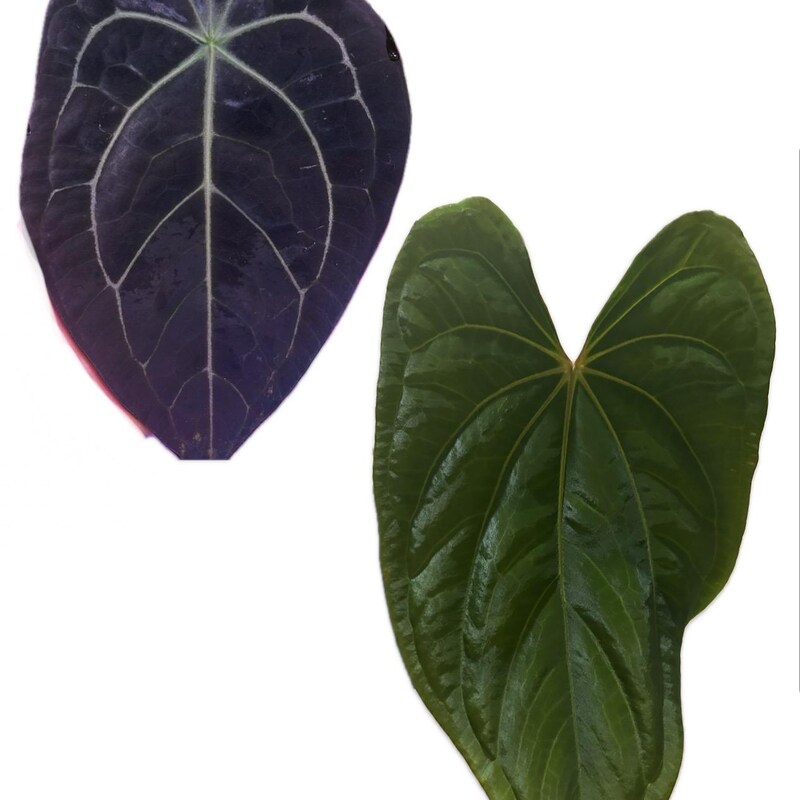 Anthurium Forgetii - Etsy