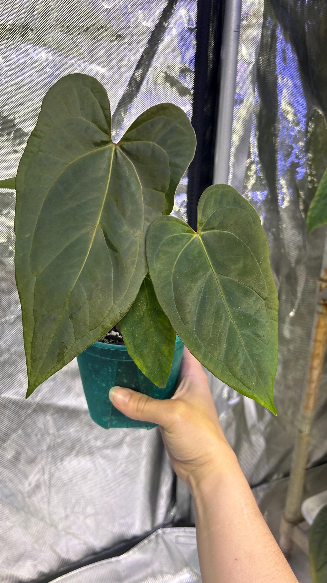 Anthurium ralph Lynam X Fortsherman X Blue Velvet blue Mag Barry ...