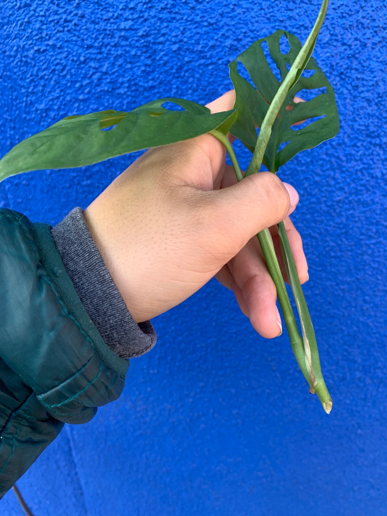 RARE Monstera Adansonii Clippings - Etsy