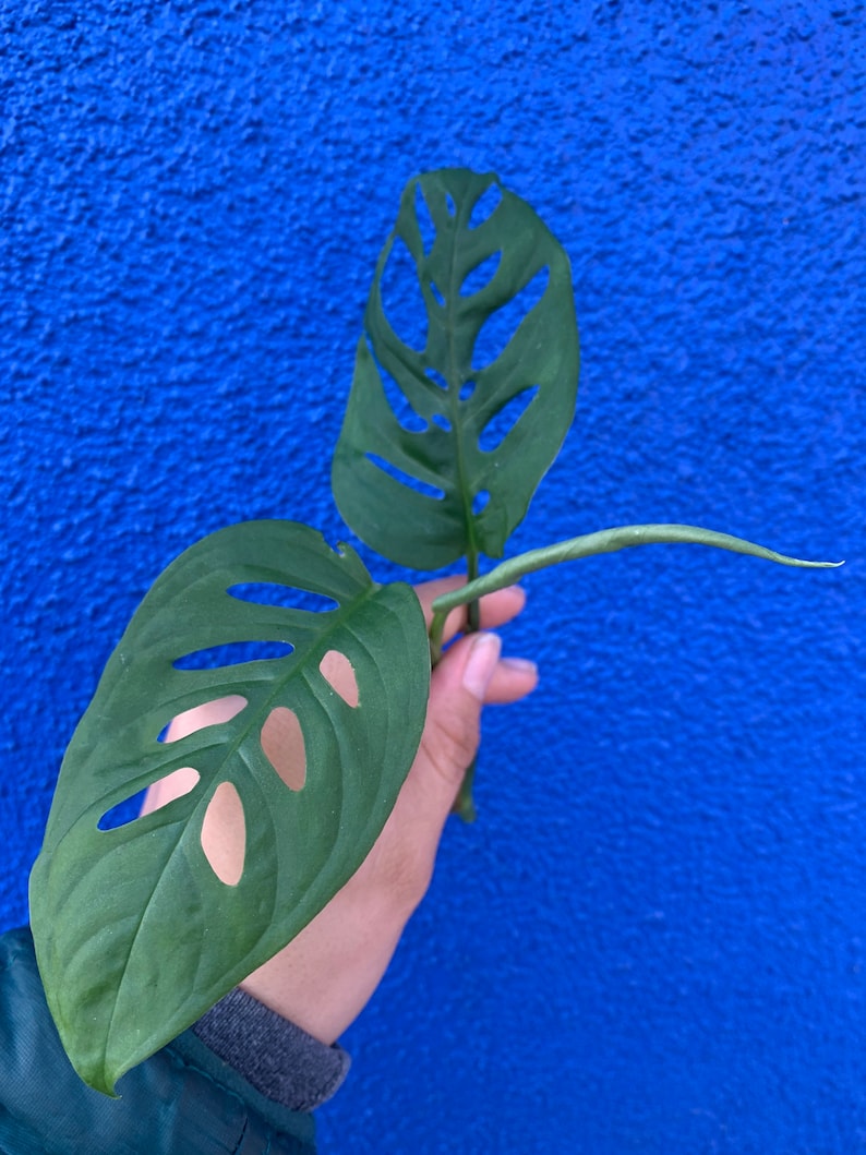 RARE Monstera Adansonii Clippings - Etsy