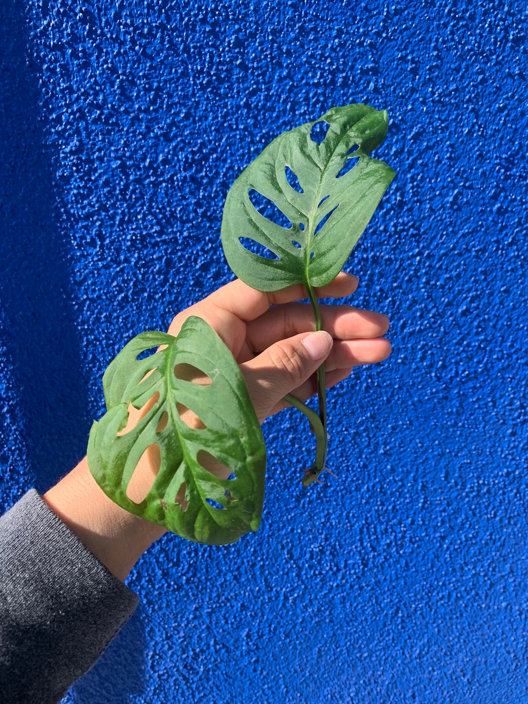 RARE Monstera Adansonii Clippings - ROOTED - Etsy