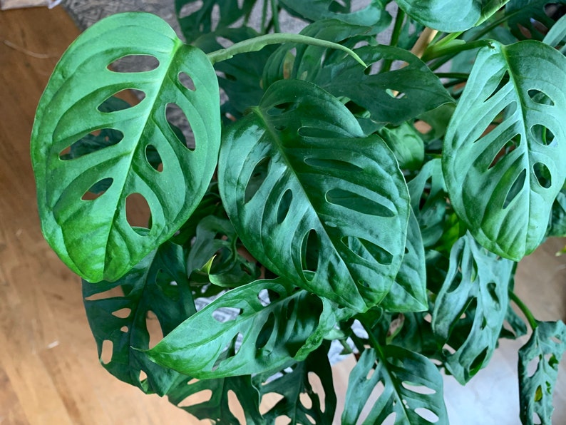 RARE Monstera Adansonii Clippings - Etsy