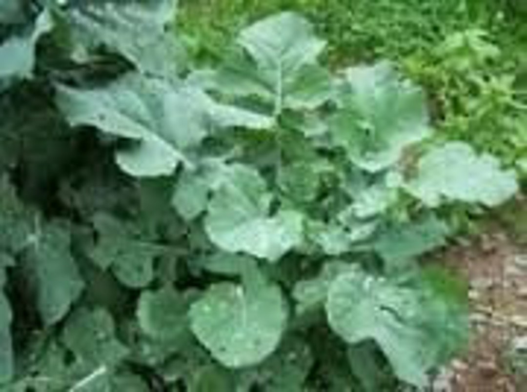 Trophy Rape Seed - Etsy