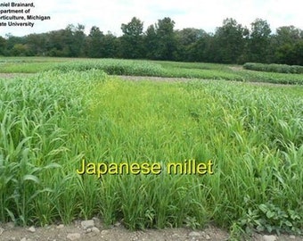 Millet Seeds 10,000 Seeds Japanese Millet Forage Crop Ground Cover Bird ...