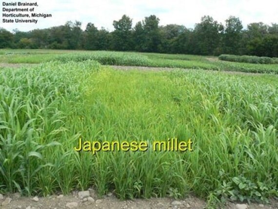 Japanese Millet Seed - Etsy