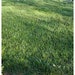 Tall Fescue With Blue Grass Mix - Etsy