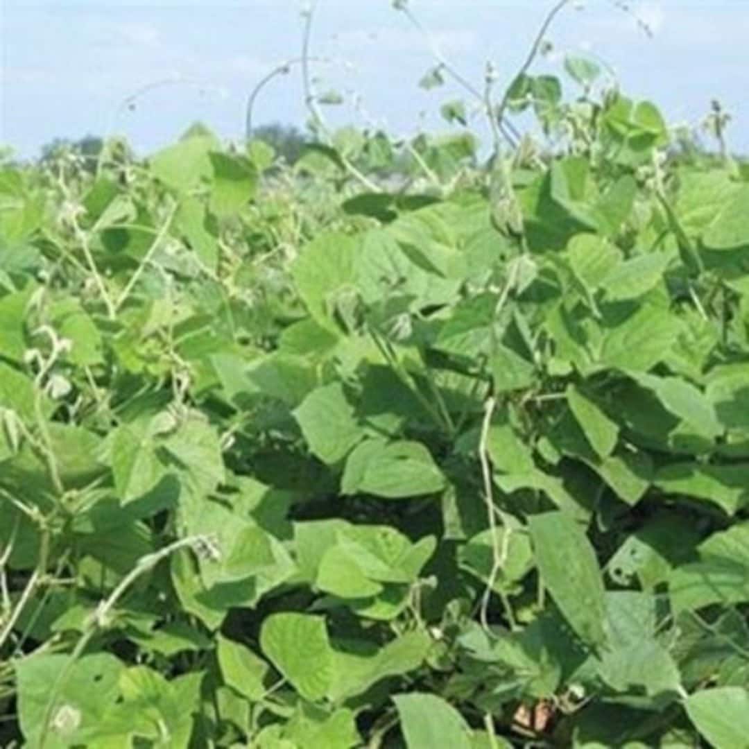 Lablab Food Plot Seed - Etsy