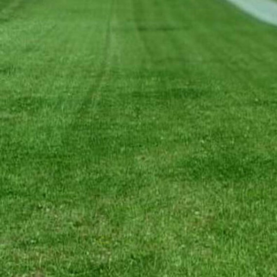 Contractor Grass Seed Mixture Northern Etsy