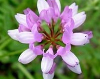 Bacopa Blutopia Seed/white Snowtopia or Pinktopia Hanging Basket ...