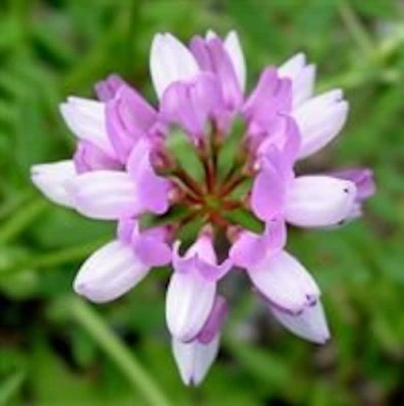 Crown Vetch Seed - Etsy