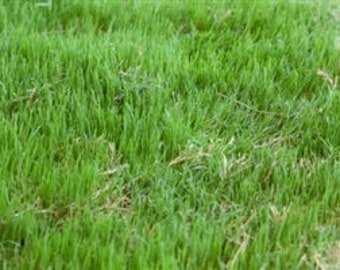 Gold Glove Bermuda Grass