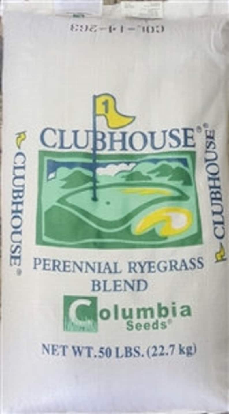 Clubhouse Perennial Ryegrass Seed Etsy