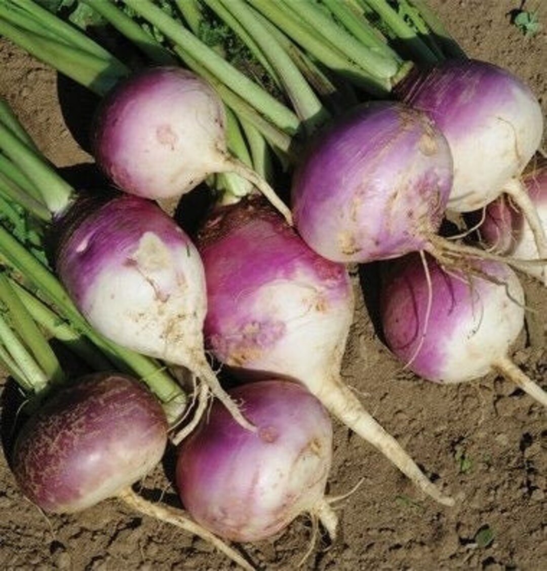 Purple Top White Globe Turnip Seed - Etsy