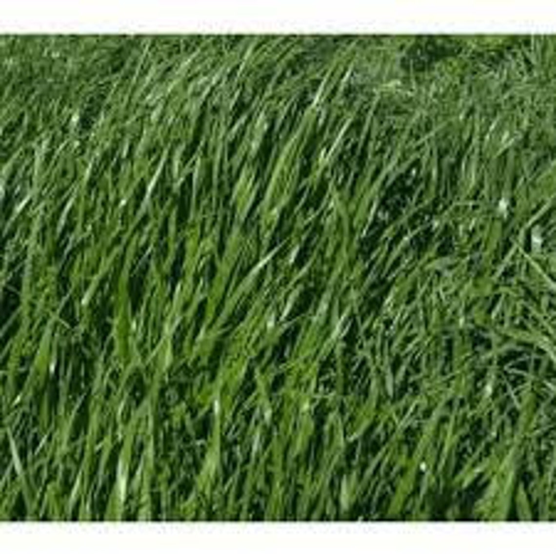 Marshall Pasture Forage Type Ryegrass Seed - Etsy