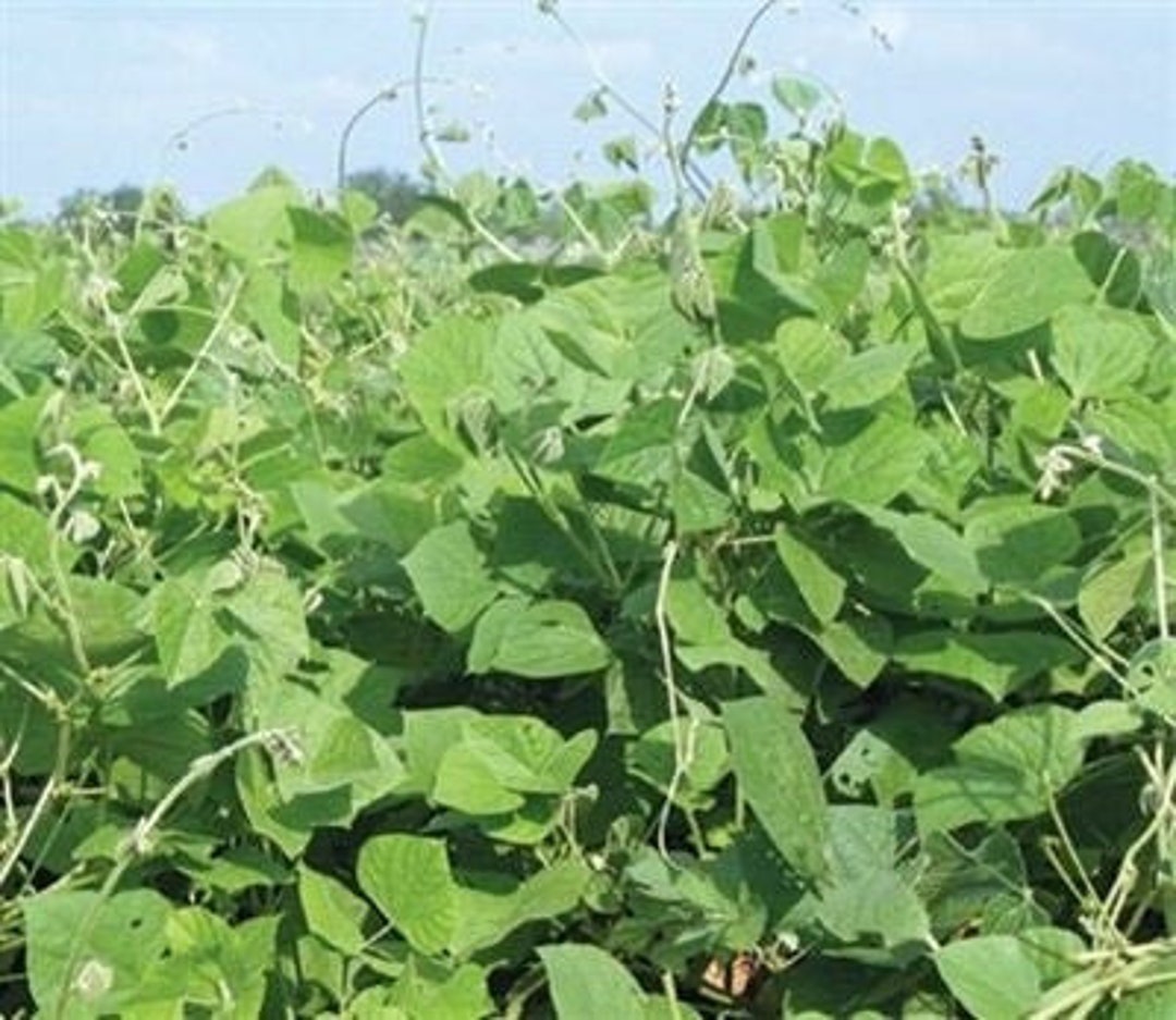 Lab Lab Food Plot Seed - Etsy