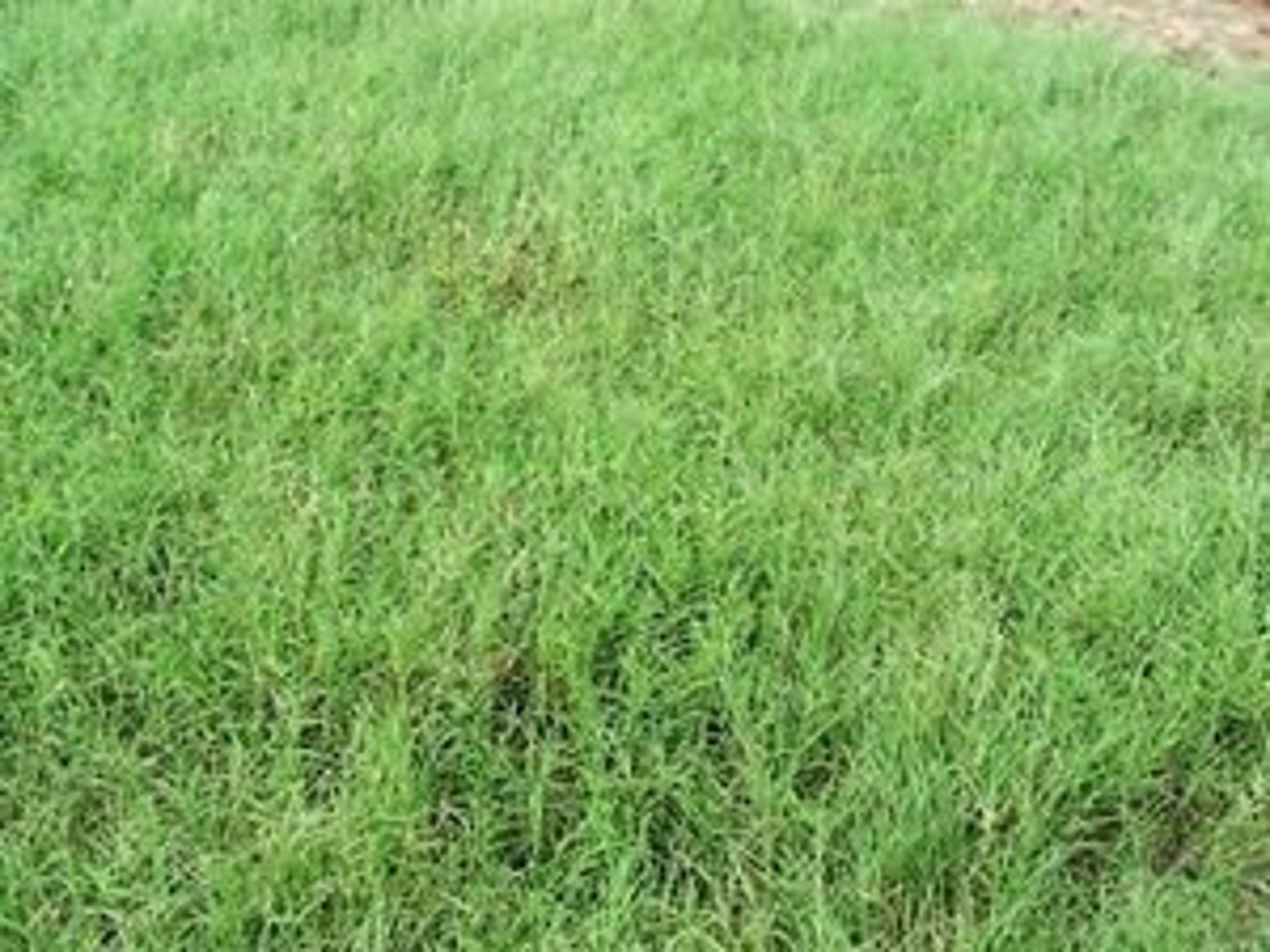 Giant Bermuda Grass Seed Hulled - Etsy