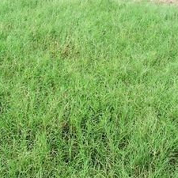 Bermuda Grass Seeds Etsy
