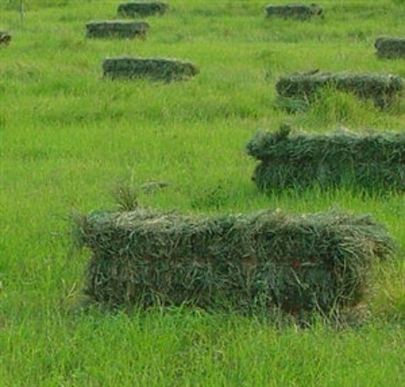 Moxie Yellow Jacket Coated Teff Grass Seed - Etsy