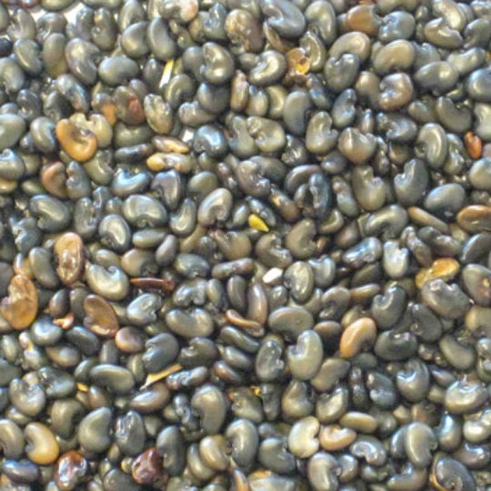 Sunn Hemp Seed - Etsy