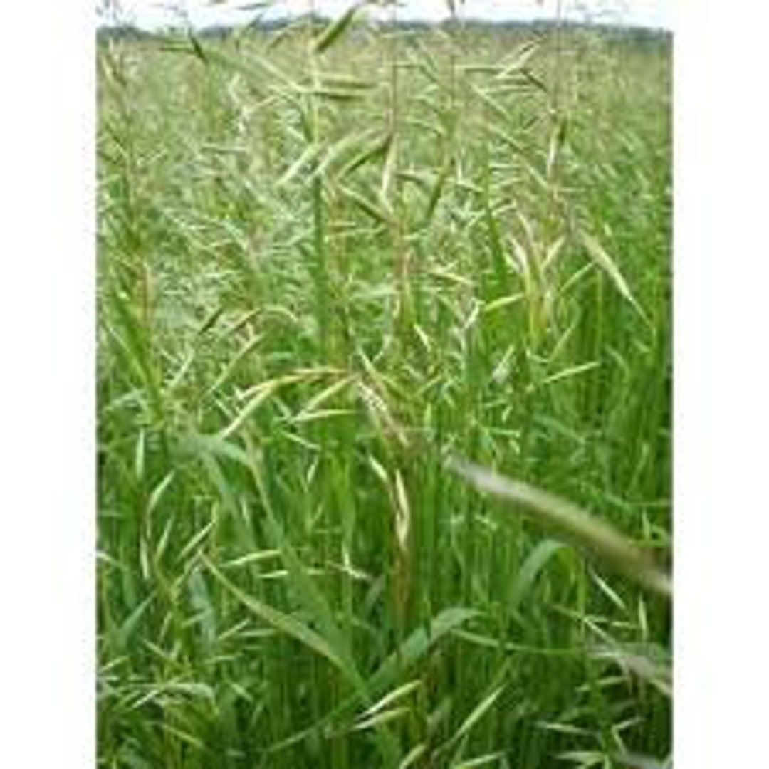 Cosaque Black Oats Seed - Etsy